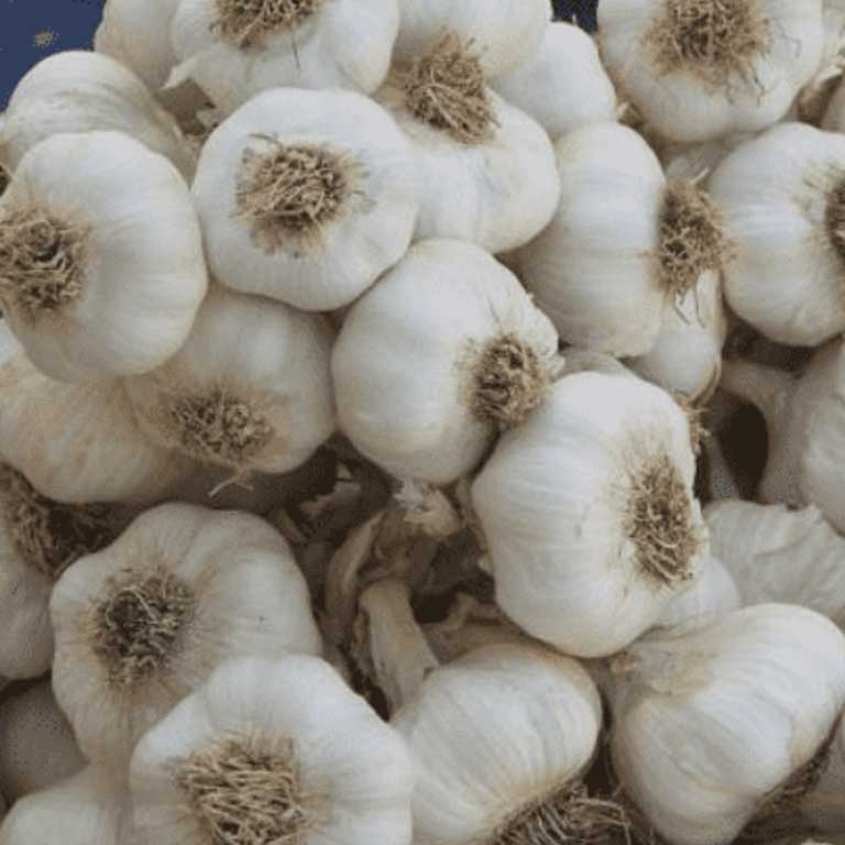 Fresh Garlic – Alsoltan Foods